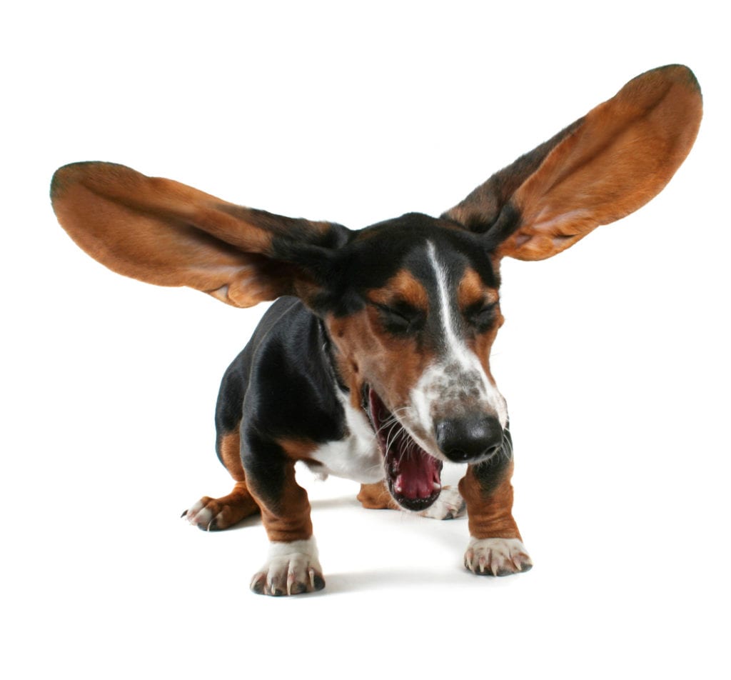 Is Your Dog Sneezing? Here Are 6 Possible Causes