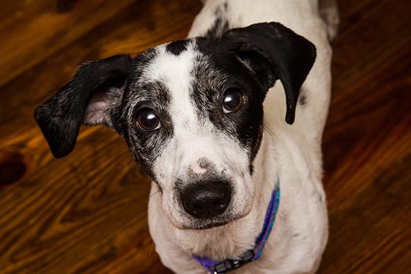 What Does It Mean When A Dogs Ears Stand Up