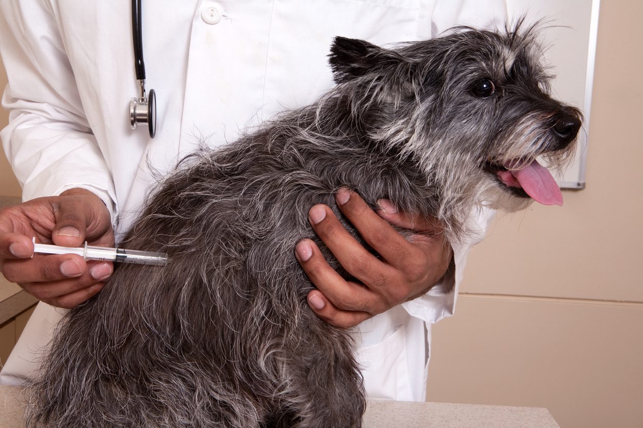 Why is the Dog Rabies Vaccine Important? - Lakeland Animal Clinic
