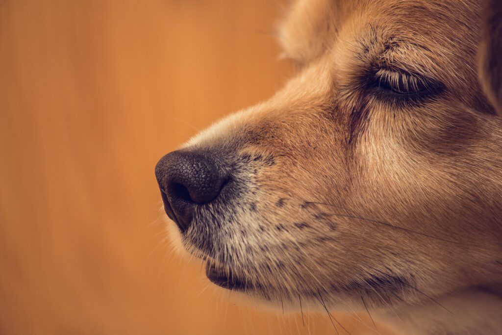 Why Does My Dog Smell Like Metal? | Lakeland Animal Clinic